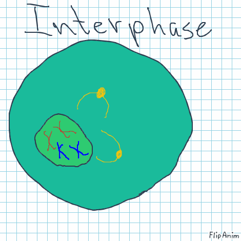 Meiosis - FlipAnim