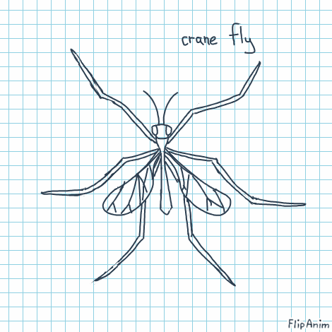 crane fly - FlipAnim