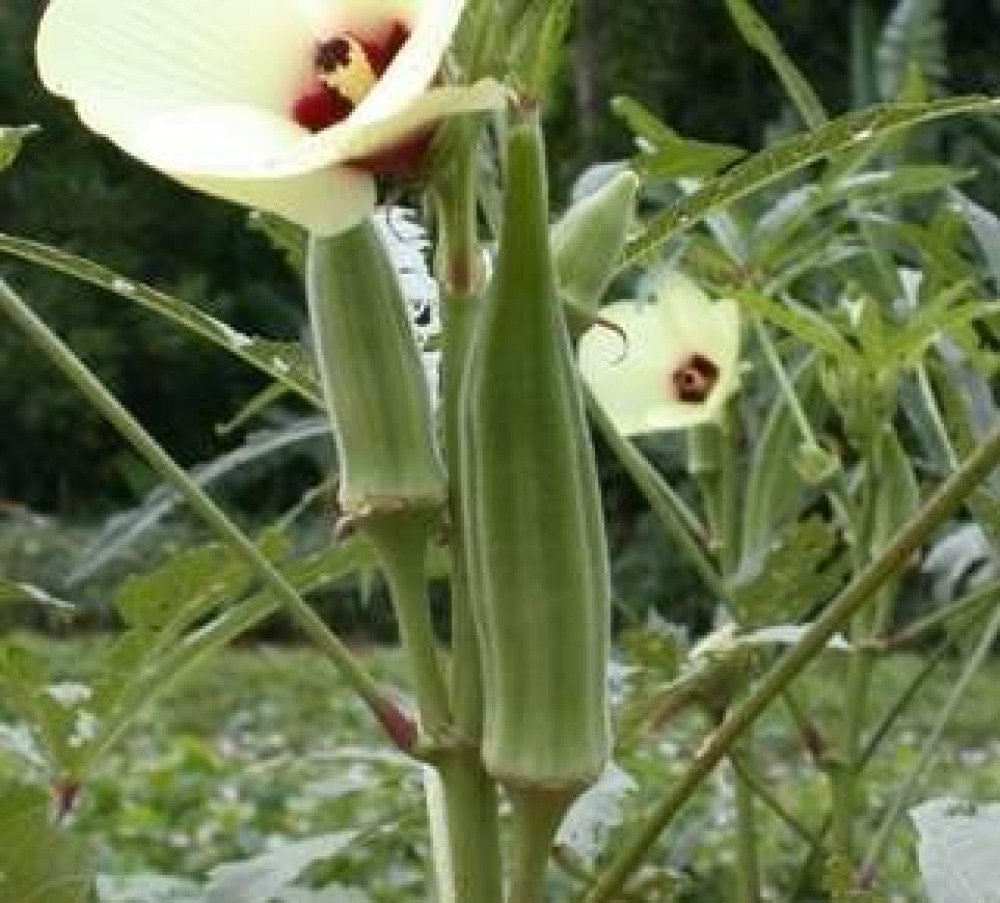 50 graines de gombo abelmoschus esculentus calou okra lalo légume pour ...