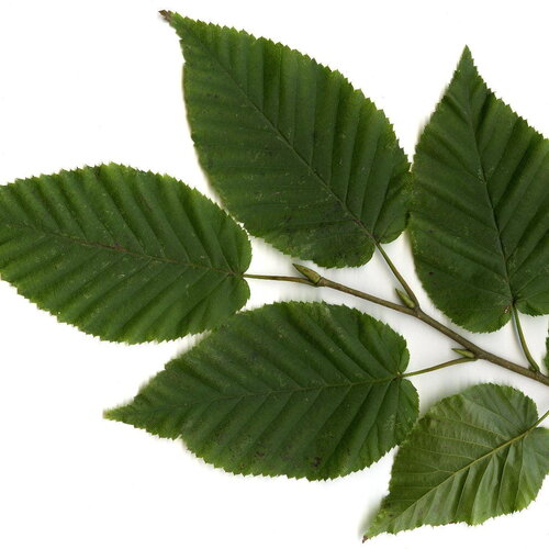 7 graines de carpinus cordata - Un grand marché