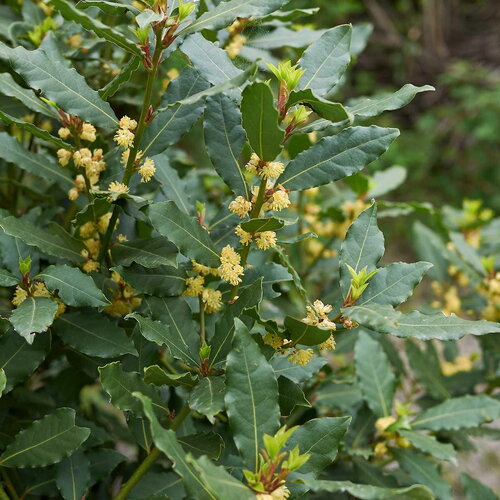 3 graines de laurus nobilis, laurier sauce - Un grand marché