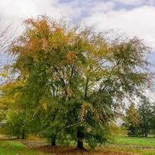 3 graines orme de chine, ulmus parvifolia, orme champêtre, idéal bonsaï ...
