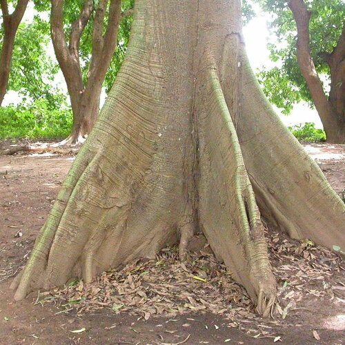 7 graines ceiba pentandra, fromager, fwomajyé, mapou wouj, kapokier ...