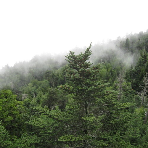 7 graines de sapin de fraser, abies fraseri - Un grand marché