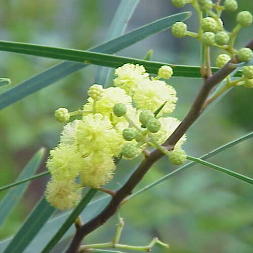 3 graines acacia retinoides, mimosa des quatre saisons - Un grand marché