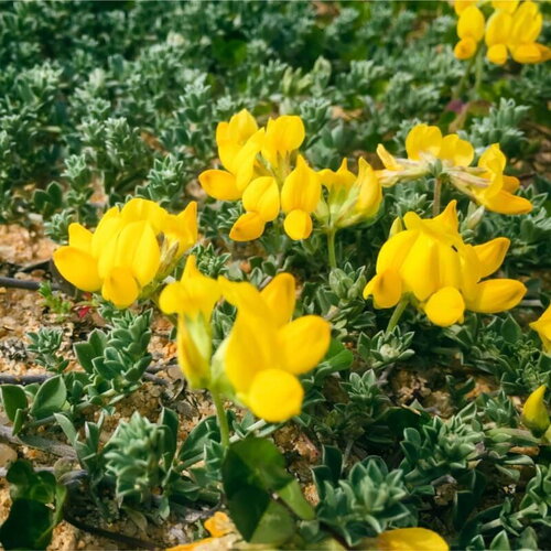 20 graines de ononis natrix ramosissina, ononis jaune - Un grand marché