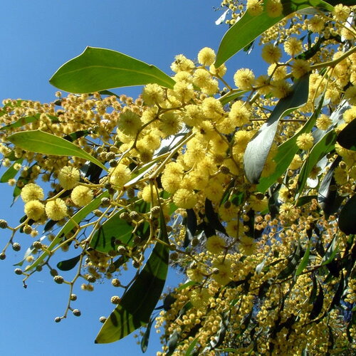 3 graines acacia pycnantha, mimosa doré - Un grand marché
