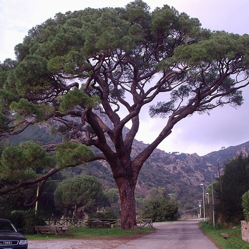 5 graines de pin parasol, pin pignon, pinus pinea - Un grand marché