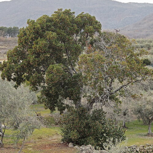 3 graines d'arbutus unedo, arbousier, arbousier commun, arbre à fraises ...