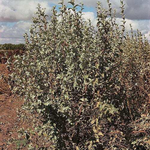 3 graines chalef argenté, elaeagnus commutata - Un grand marché