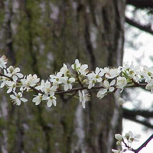 3 graines prunus cerasifera prunier myrobolan prunier-cerise porte ...
