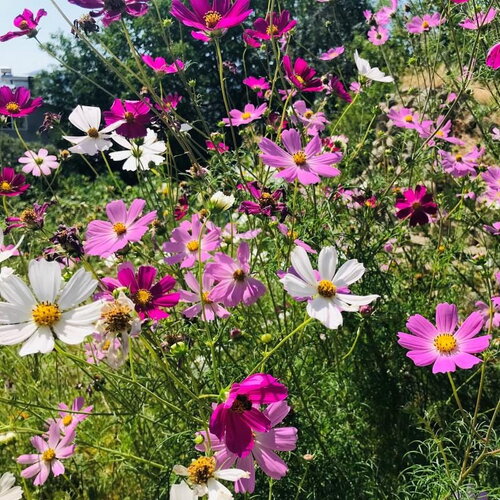10 graines de cosmos mix sensation, cosmos bipinnatus - Un grand marché