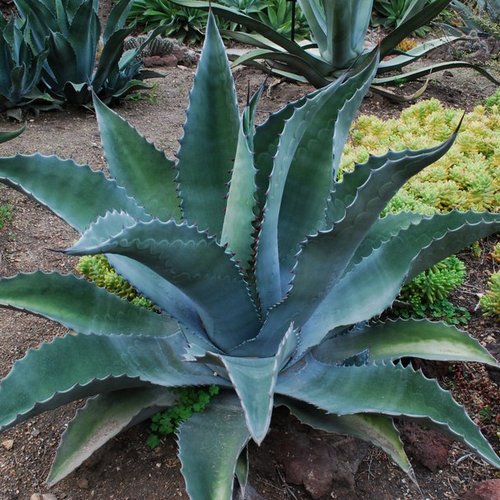 7 graines de agave americana subsp. protoamericana - Un grand marché