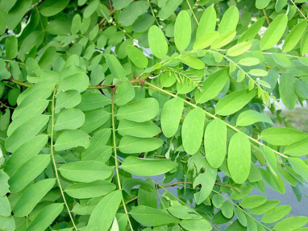 Robinia pseudoacacia,robinier faux-acacia,acacia,faux-acacia, robinier ...