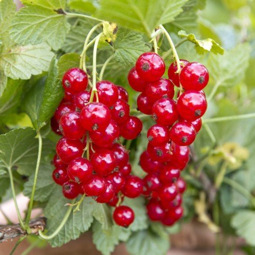 Feuilles séchées,feuilles de groseille,les herbes,et des épices ...