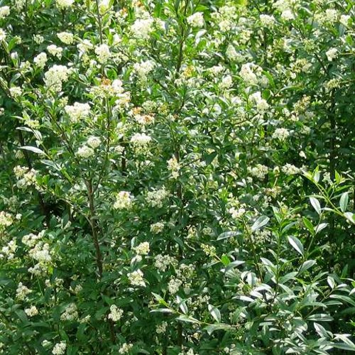 Graines de troène commun,haie à petites fleurs blanches,produits de mon ...