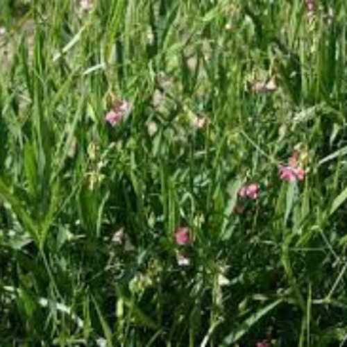 Silvestris lathyrus,gesse des bois,graines de pois sauvage,produits de ...