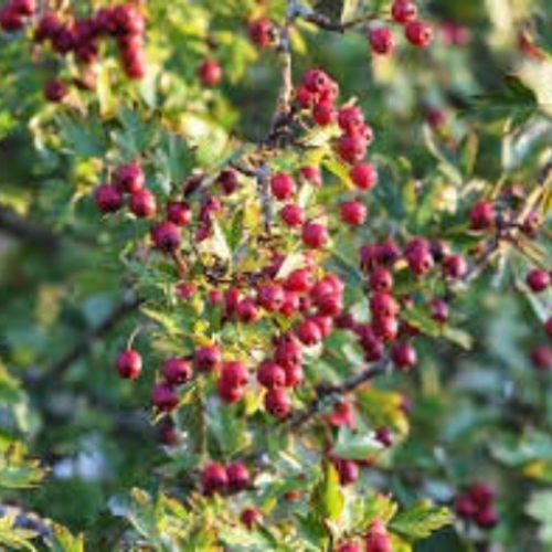 Aubépine monogyne,crataegus monogyna,fruits de aubépine monogyne ...