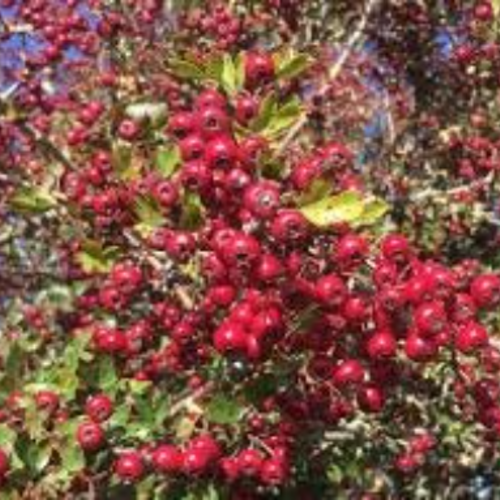 Aubépine monogyne,crataegus monogyna,fruits de aubépine monogyne ...