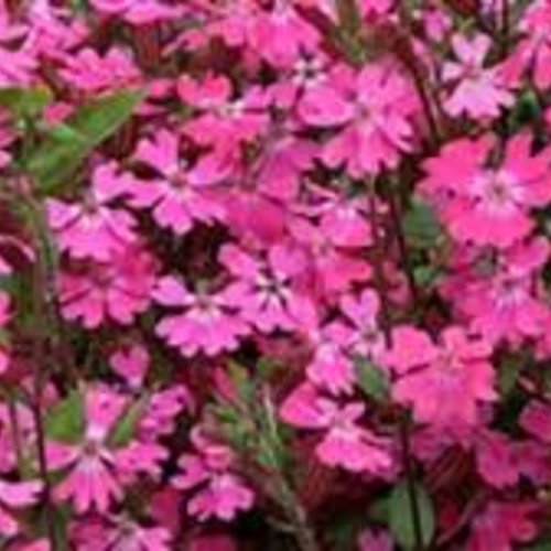 Sibella carmine,silene pendula,graines de silene pendula,produits de mon jardin,plante bio,fleur ...