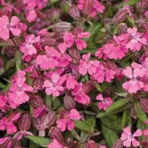 Sibella carmine,silene pendula,graines de silene pendula,produits de mon jardin,plante bio,fleur ...