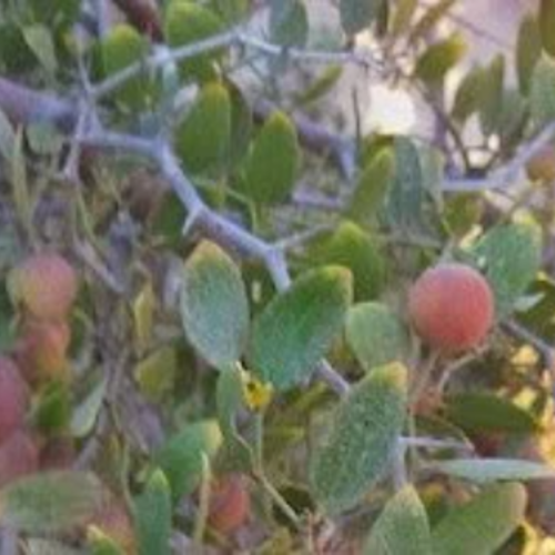 Le jujubier sauvage,sedra,zizyphus lotus,nbegue,nerprun,100 fruits de ...