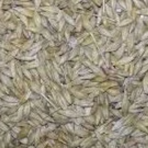 Graines d'avoine cultivée,avena sativa graines biologiques,produit de ...