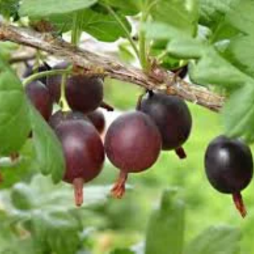 Graines de groseillier à maquereau,ribes grossularia,produits de mon ...