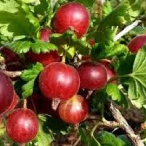 Graines de groseillier à maquereau,ribes grossularia,produits de mon ...