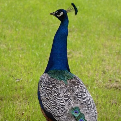 Les fantaisies de cathe - Un grand marché