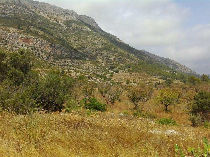 Plot for sale in Jalón, Ref: MTV-2015036 - SpainHouses.net