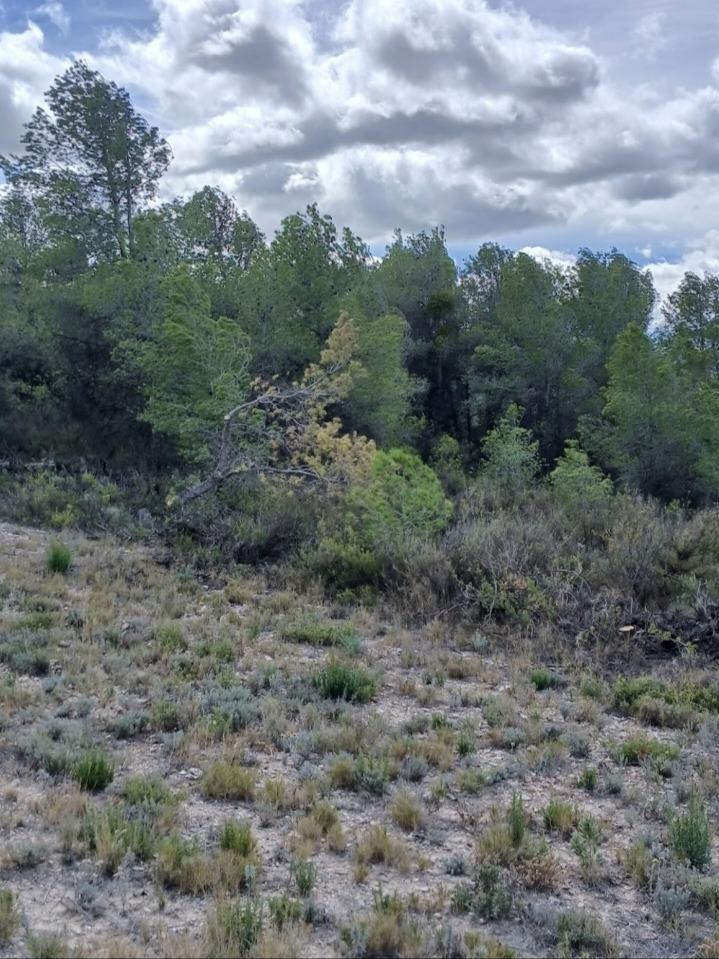 Parzelle zum verkauf in Corbera d'Ebre, Ref: RHO-A02380 - SpainHouses.net