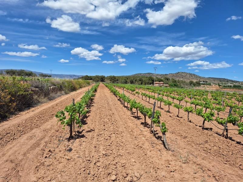 Plot for sale in Pinoso, Ref: LEQ-IZIZ-BG-210-EXIZB - SpainHouses.net